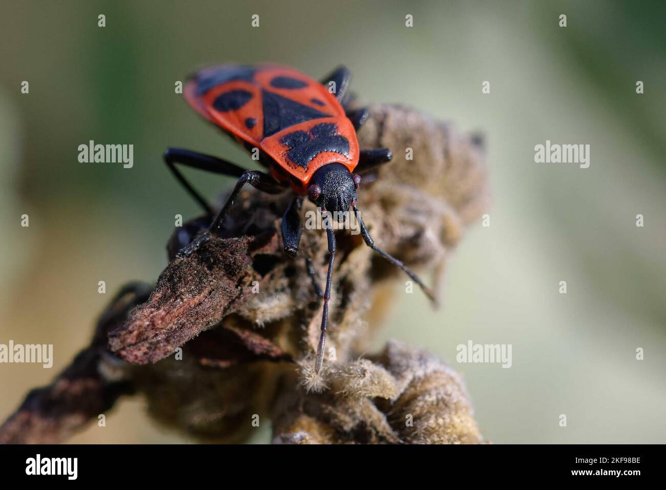 Firebug (Pyrrhocoris apterus) on a plant Stock Photo - Alamy