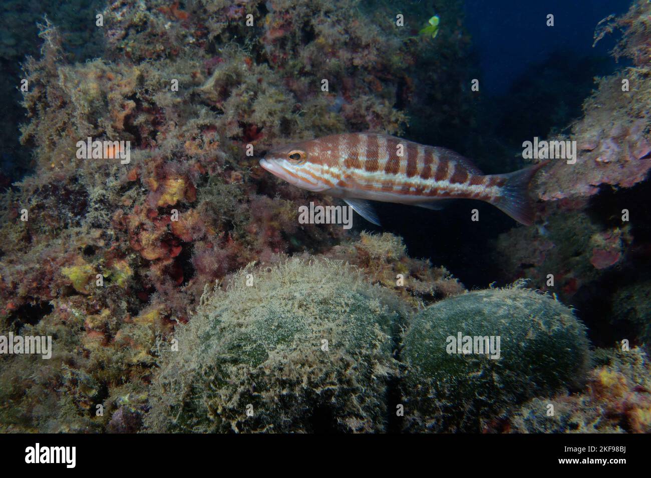 The comber hi-res stock photography and images - Alamy