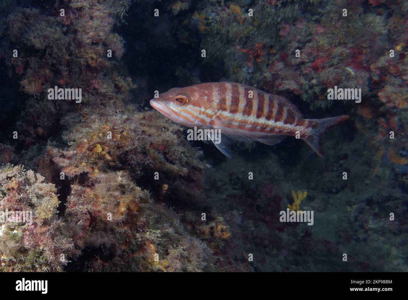 Comber (Serranus cabrilla Stock Photo - Alamy