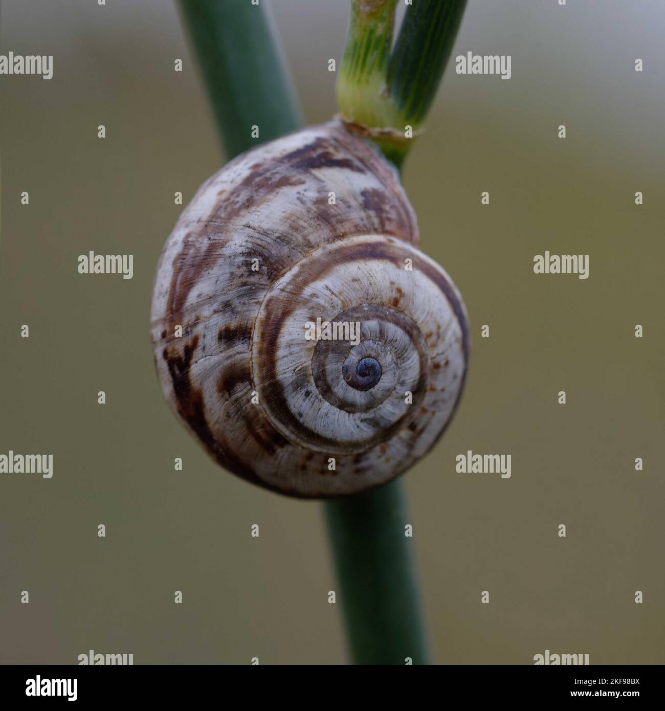 White garden snail or Sand hill snail or White Italian snail or ...
