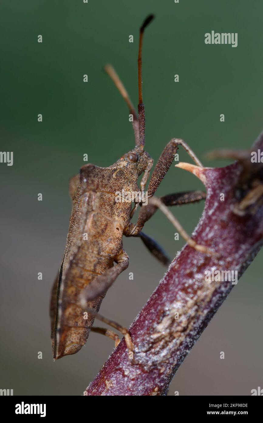 True bug (Coreus marginatus) on a plant Stock Photo - Alamy