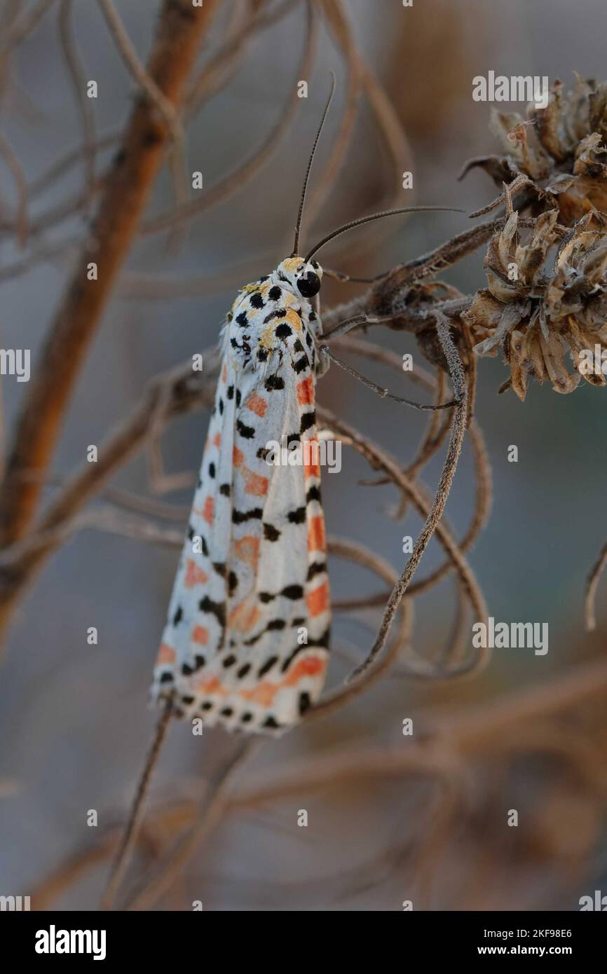 Utetheisa pulchella (Crimson-speckled flunkey or Crimson-speckled ...
