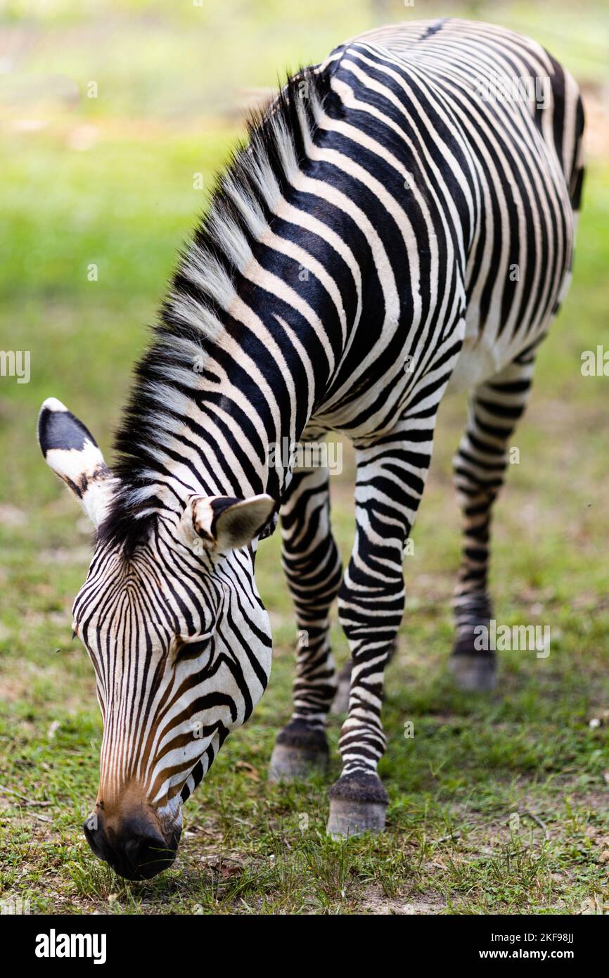 A vertical shot of a striped zebra grazing in the grass against the ...