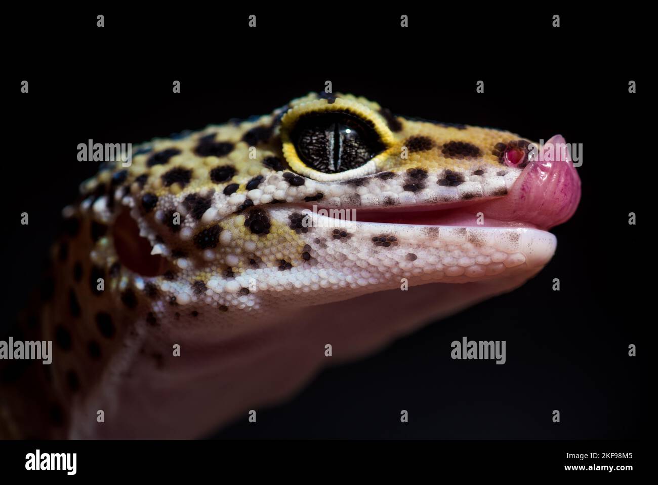 Spotted Leopard Lizard