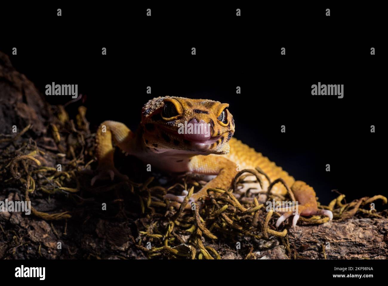 A closeup shot of a yellow leopard gecko looking at the camera sitting ...