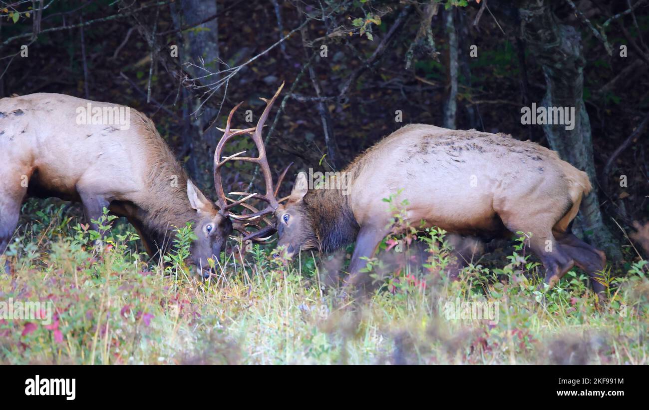 The two young red deer fighting with each other in the green forest ...