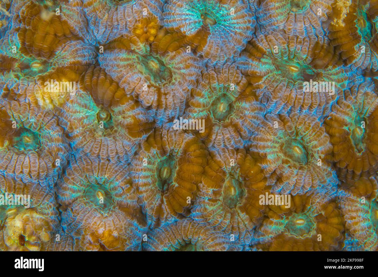 Close up detailed colorful view of healthy coral polyps Stock Photo - Alamy