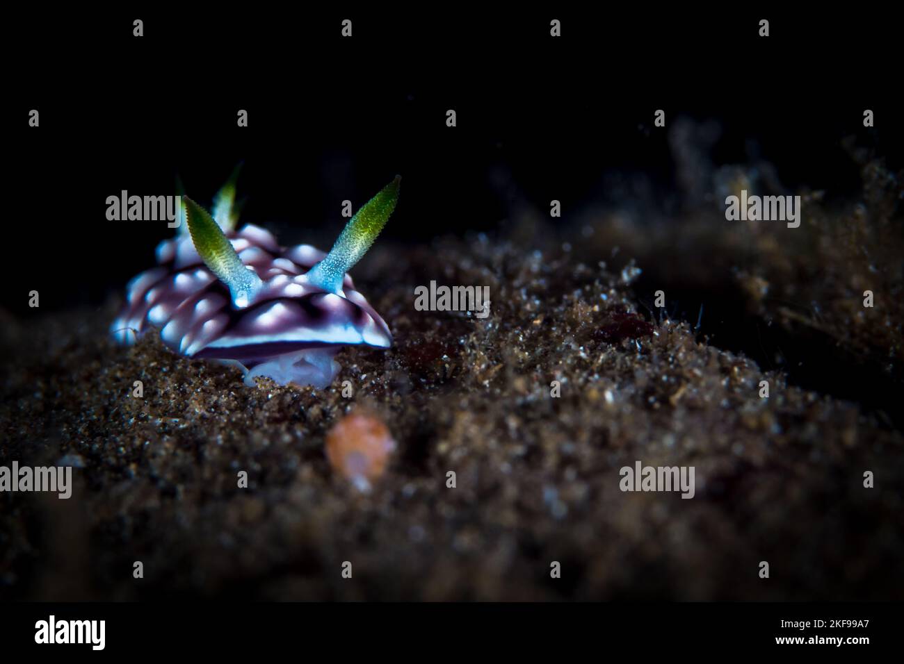 Colourful Nudibranch from the Witu Islands in papua New Guinea Stock ...