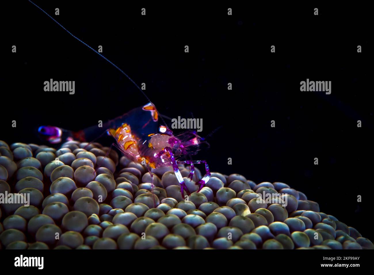 Colourful reef shrimp on healthy coral reef in the Indo Pacific Stock ...