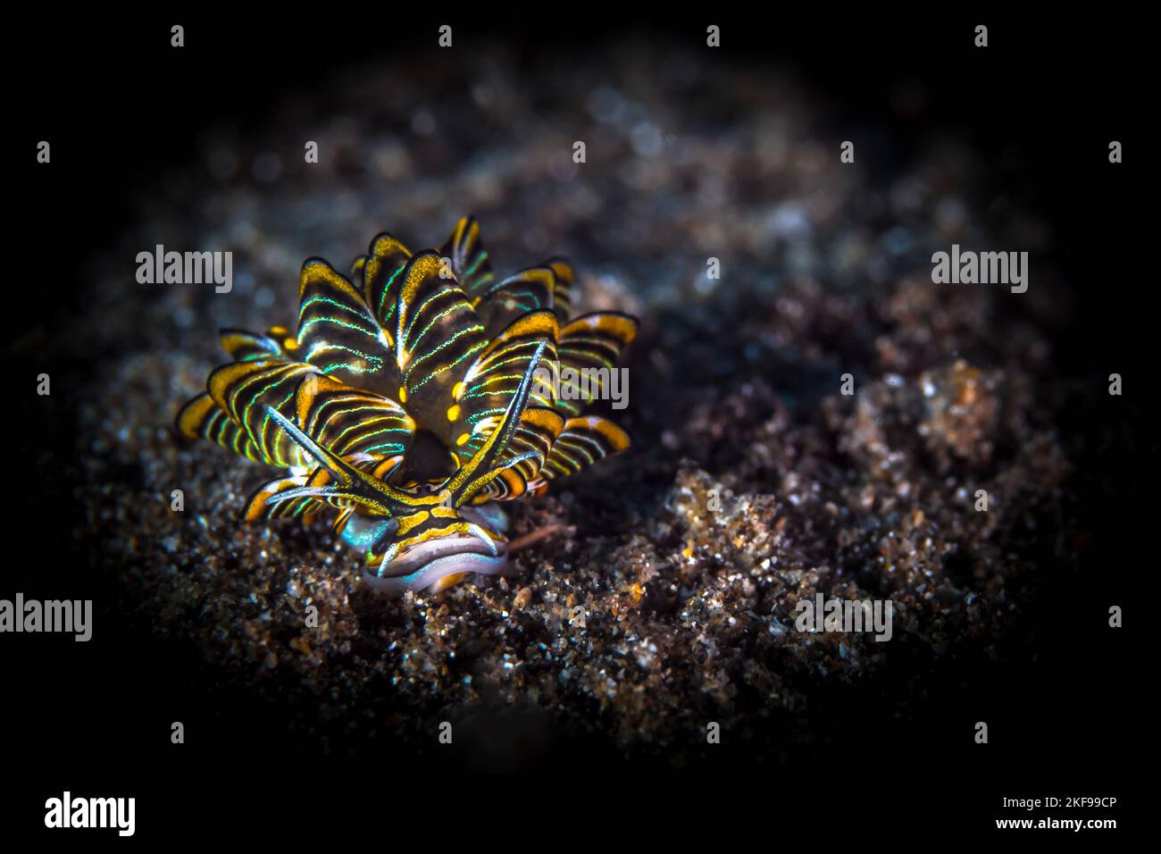 Cyerce nigra nudibranch seaslug on coral reef - Cyerce nigricans Stock ...