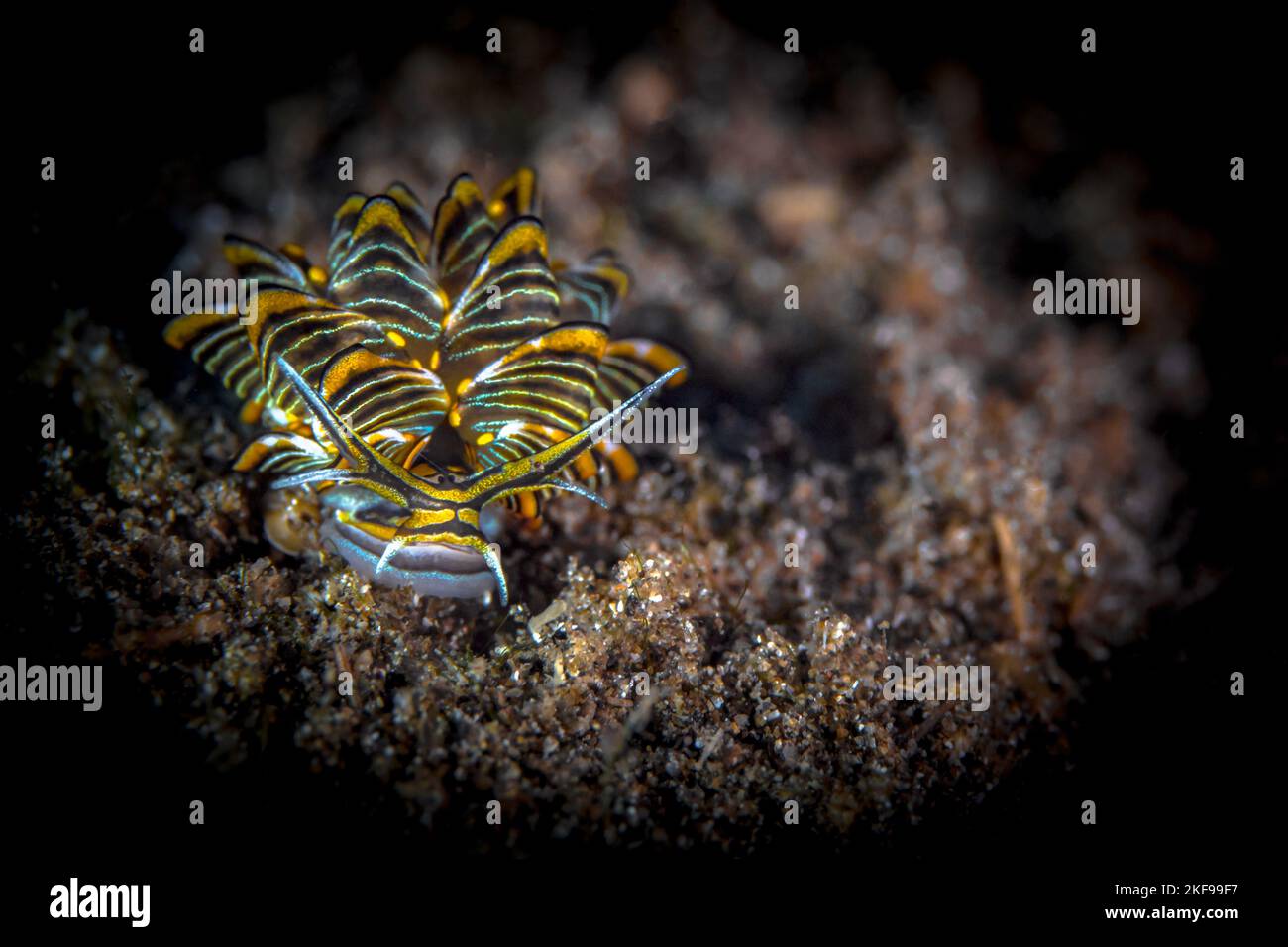Cyerce nigra nudibranch seaslug on coral reef - Cyerce nigricans Stock ...