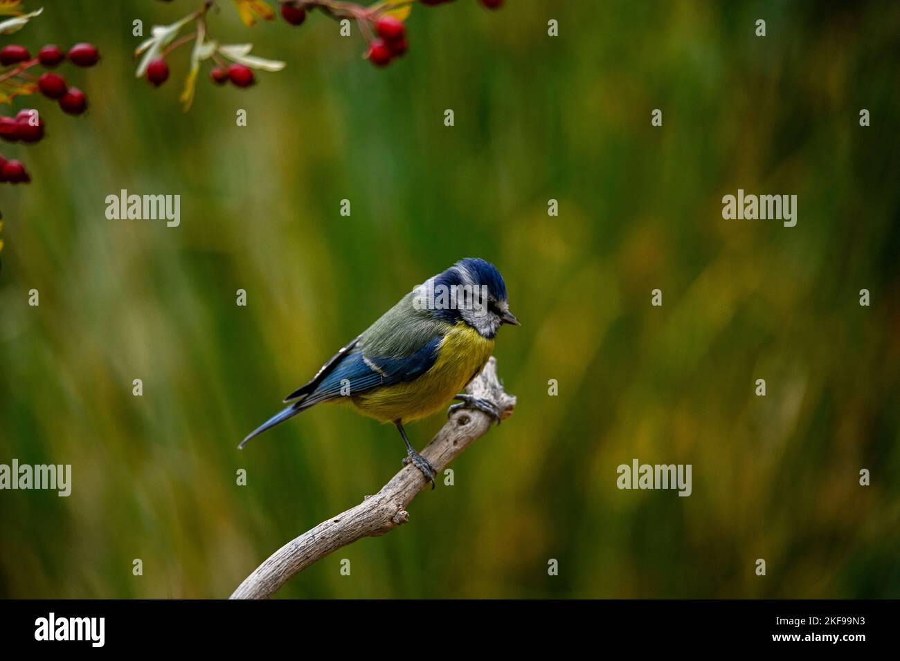 Periparus ater or Titmouse is a species of passerine bird in the ...