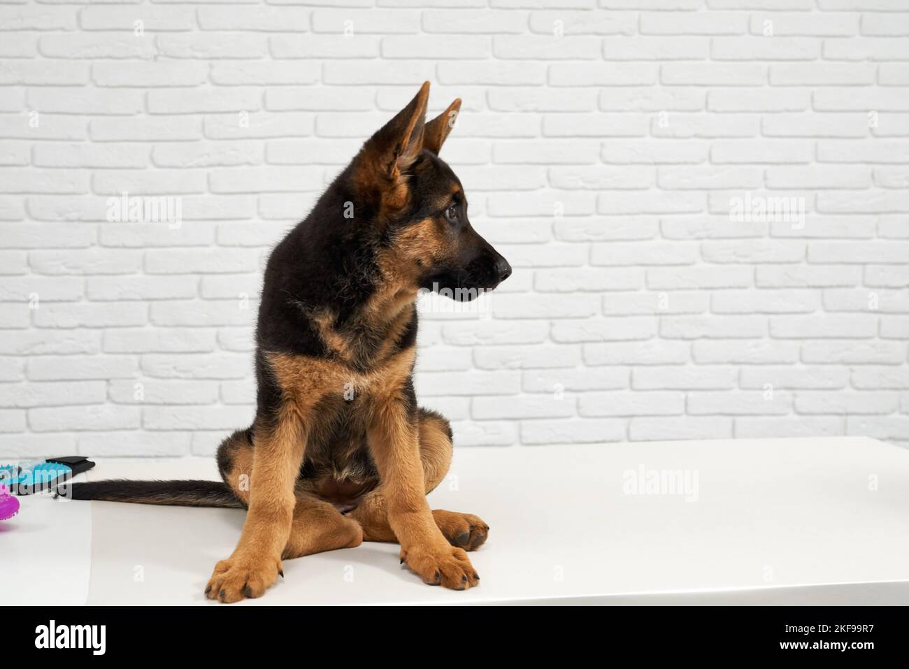 Side view of Alsatian dog posing sitting alone on white background ...