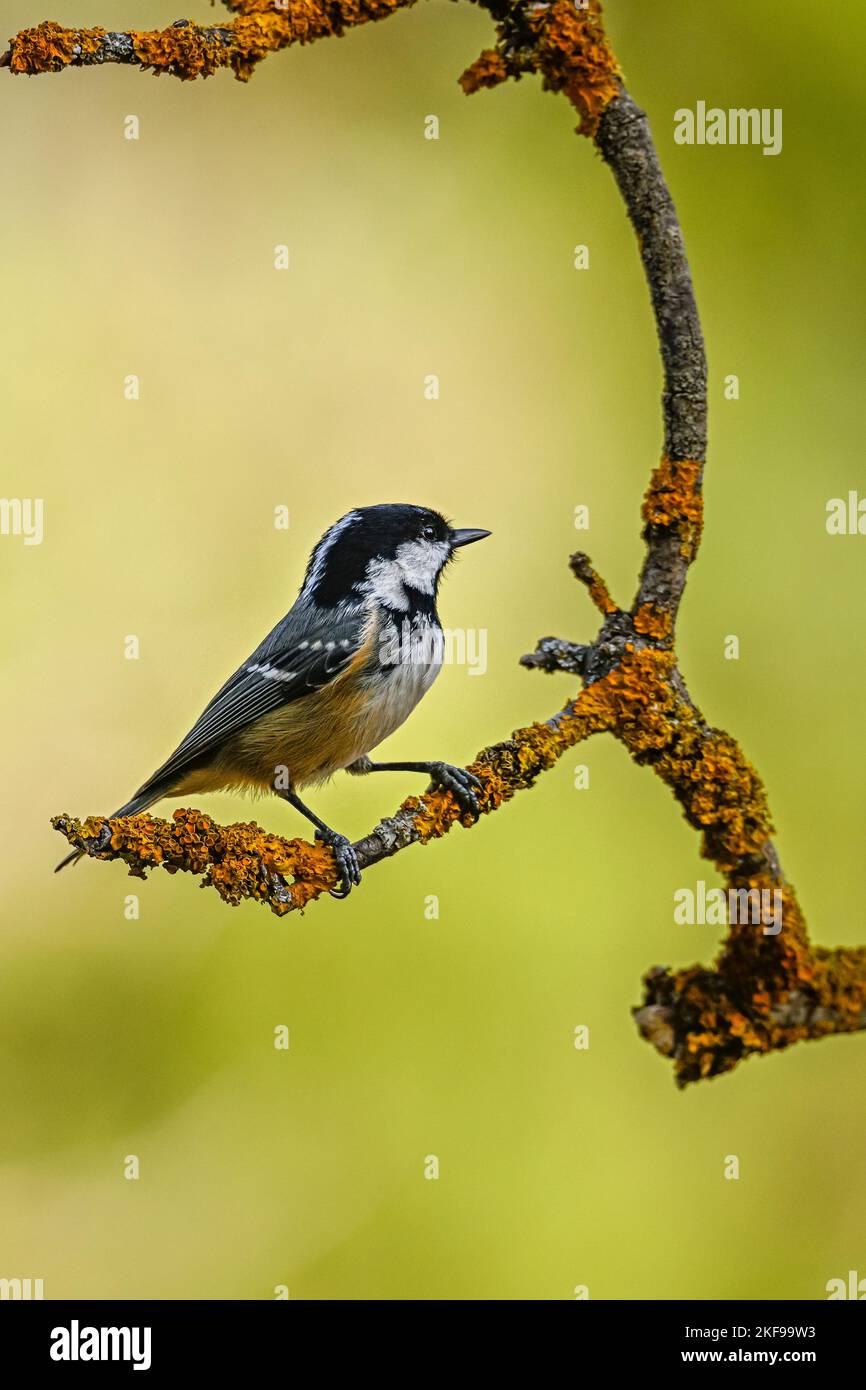 Periparus ater or Titmouse is a species of passerine bird in the ...