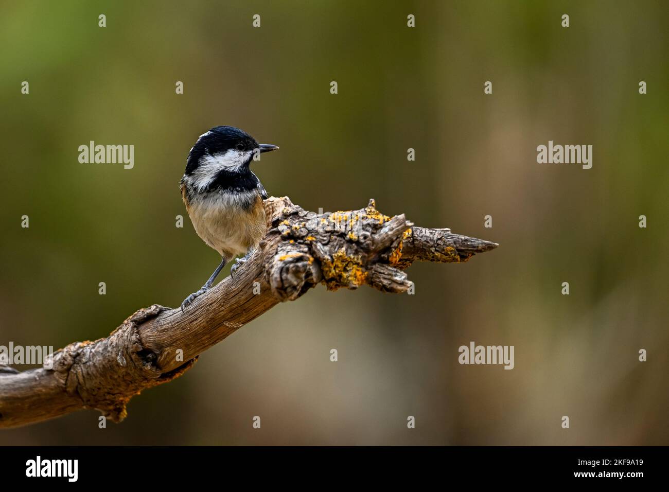 Periparus ater or Titmouse is a species of passerine bird in the ...