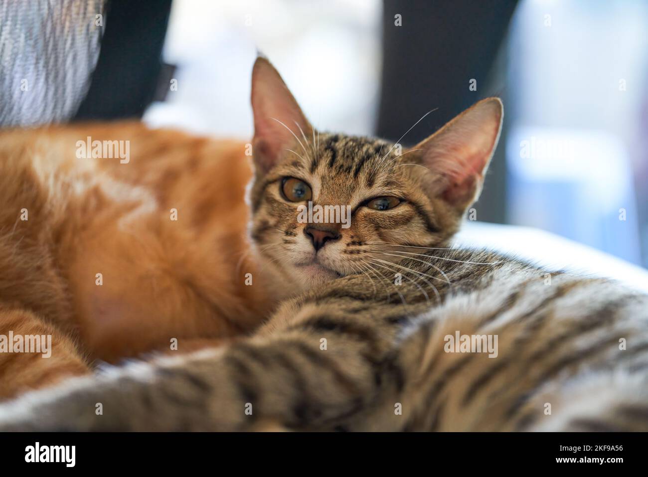 Cute pet cat Chinese pastoral cat raised in the family Stock Photo - Alamy