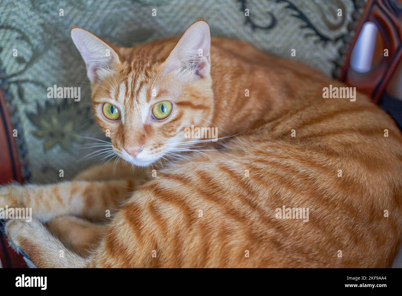 Cute pet cat Chinese pastoral cat raised in the family Stock Photo - Alamy