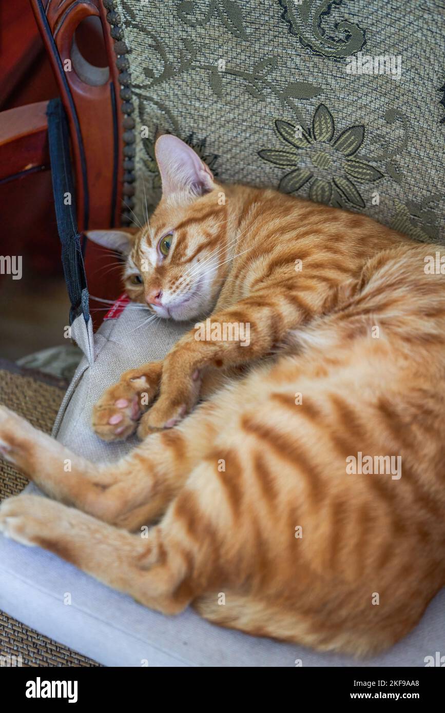 Cute pet cat Chinese pastoral cat raised in the family Stock Photo - Alamy