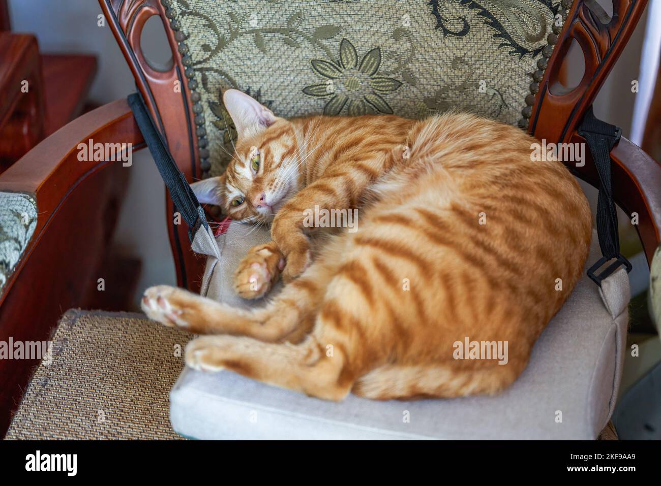 Cute pet cat Chinese pastoral cat raised in the family Stock Photo - Alamy