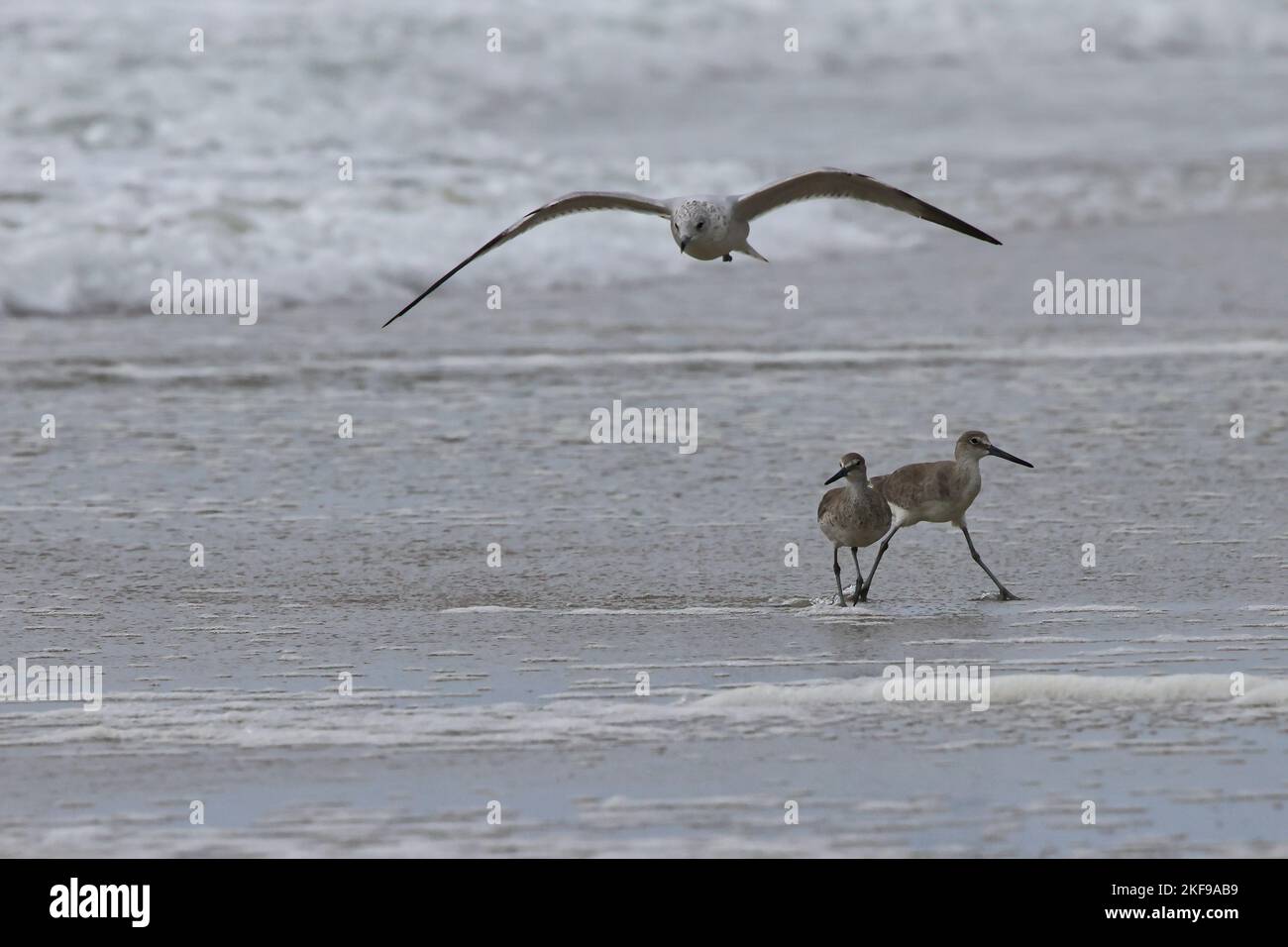 A seagull flying with its wings spread, above two willet shorebird ...