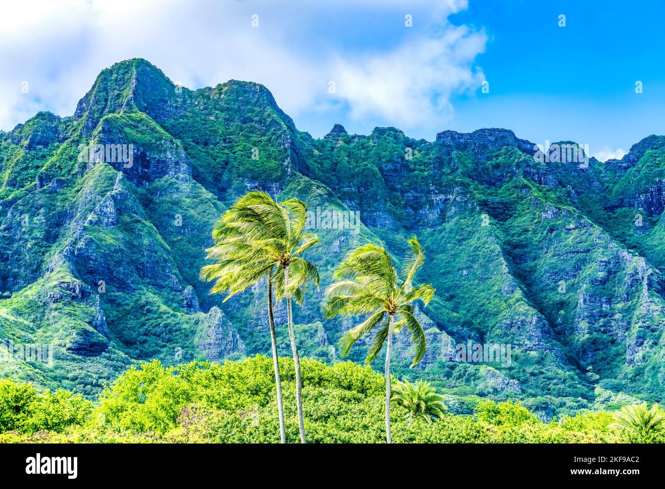 Colorful Palm Trees Green Mountain Kualoa Regional Park North Shore ...