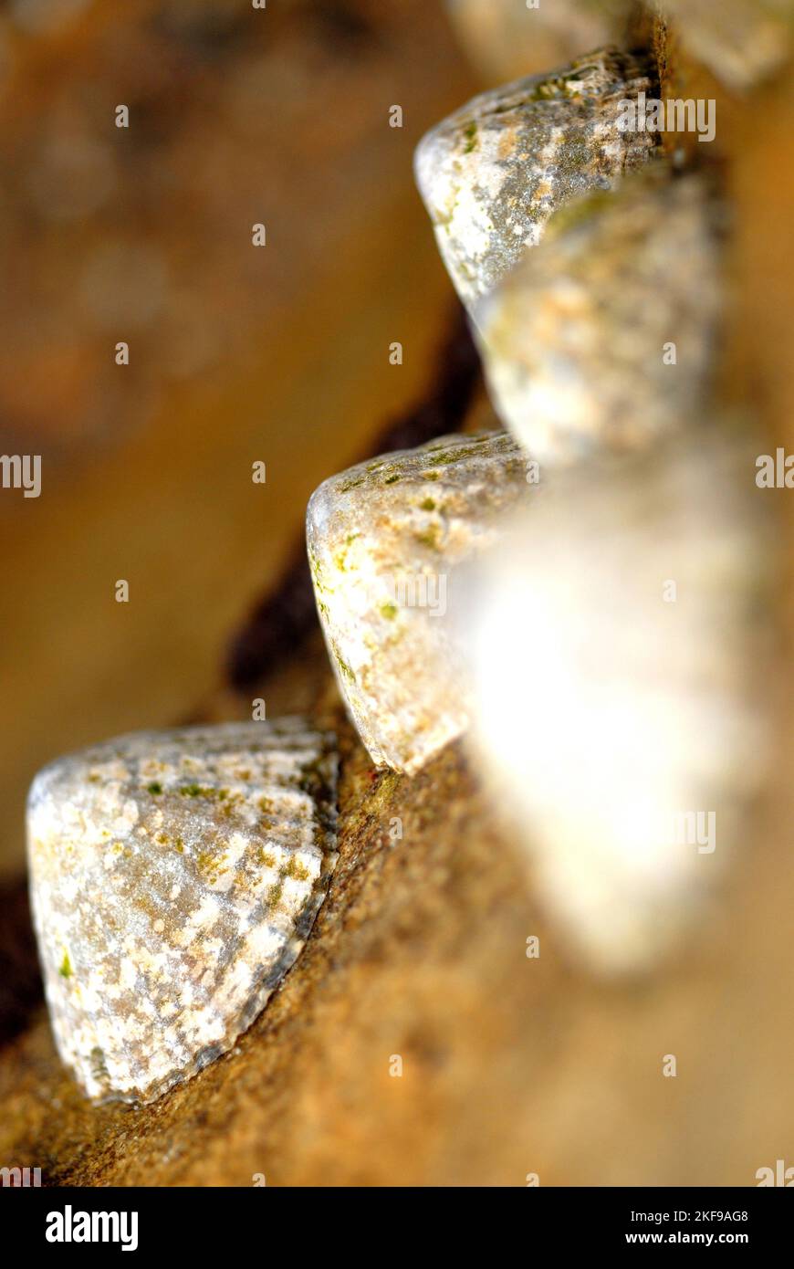 Limpet shells on rock, Tynemouth Stock Photo - Alamy