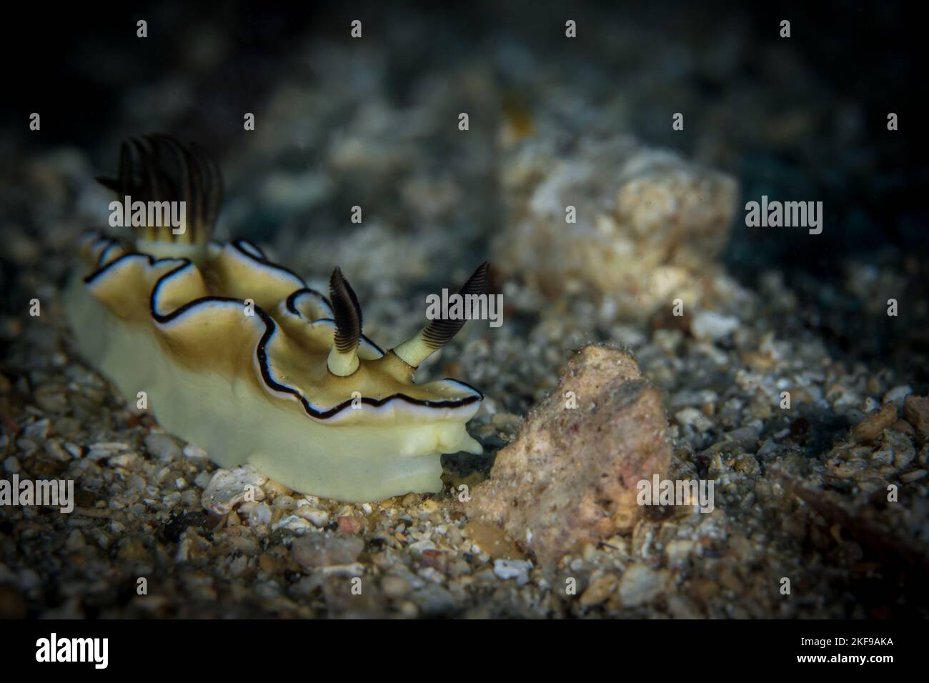 Colourful Nudibranch from the Witu Islands in papua New Guinea Stock ...
