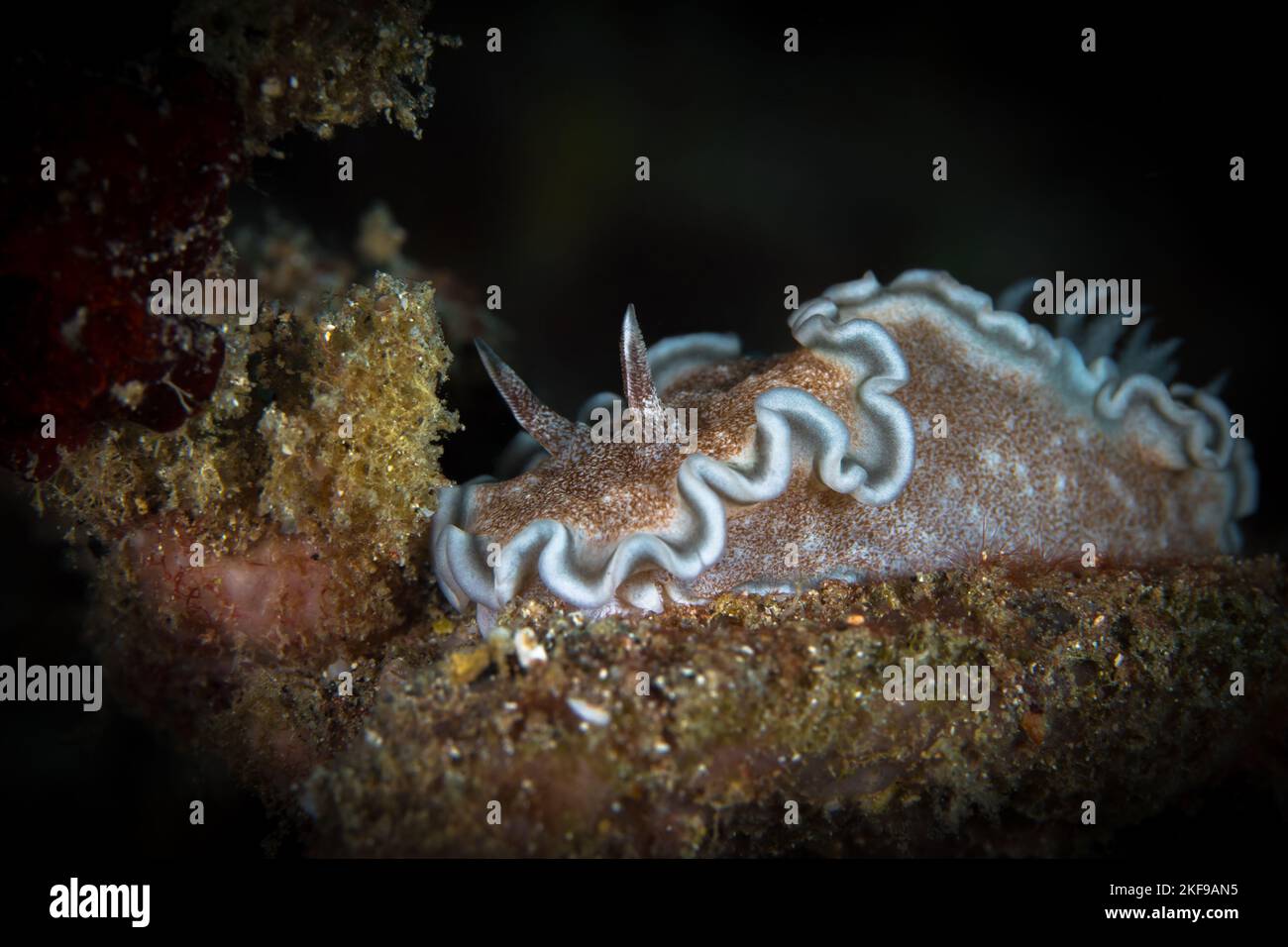 Colourful Nudibranch from the Witu Islands in papua New Guinea Stock ...