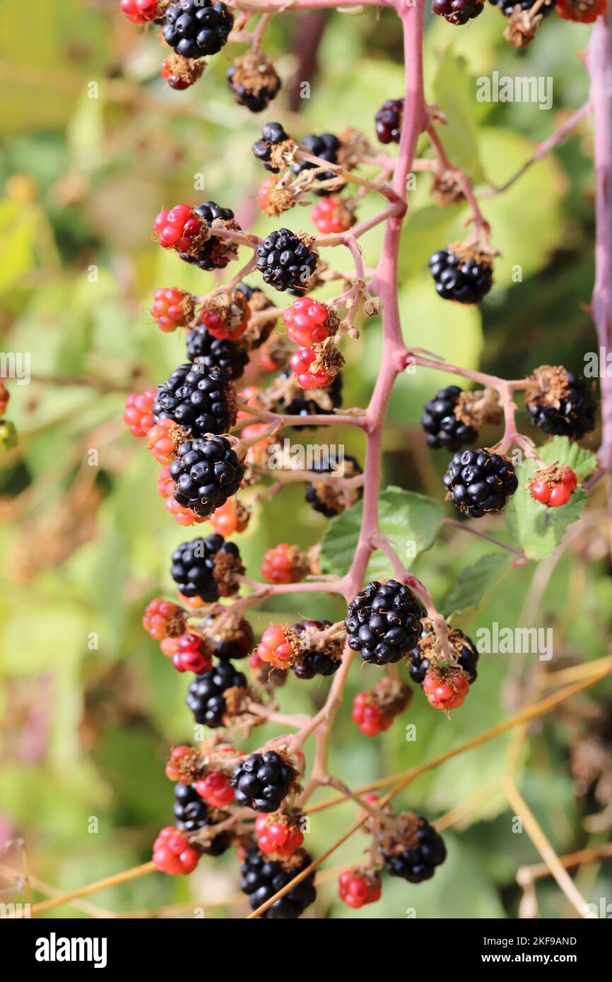 red and black blackberries in the woods Stock Photo - Alamy