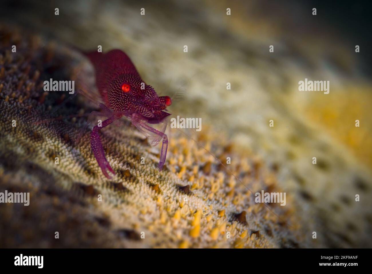 Colourful reef shrimp on healthy coral reef in the Indo Pacific Stock ...