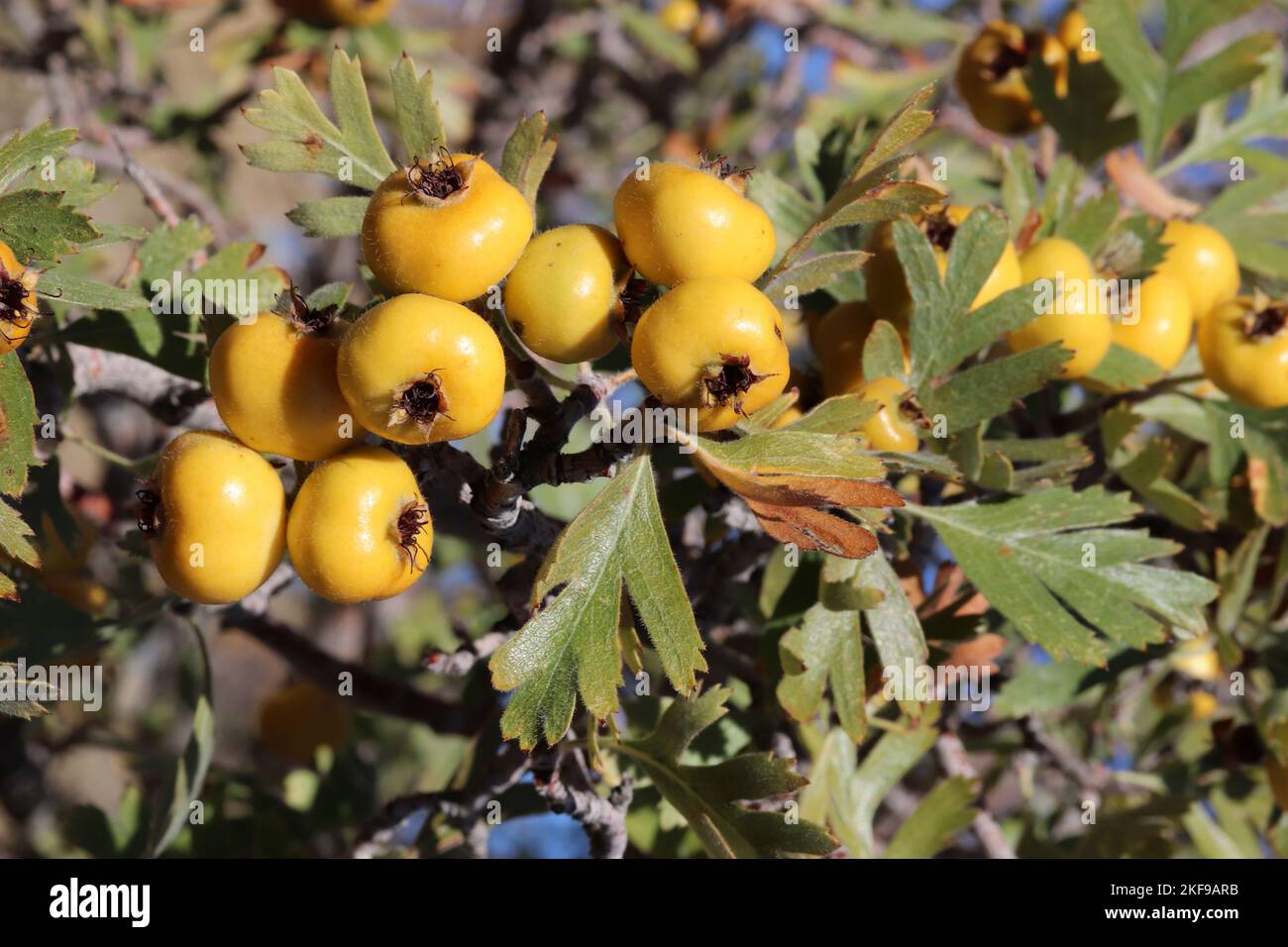 Hawthorne berry hi-res stock photography and images - Alamy