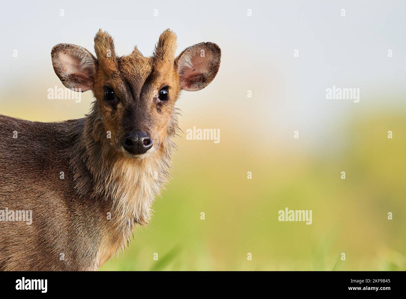 Male Muntjac deer Stock Photo - Alamy