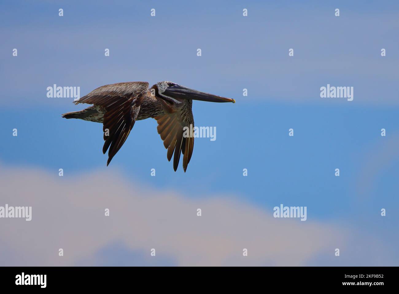 A Galapagos brown pelican flying in the blue sky Stock Photo - Alamy