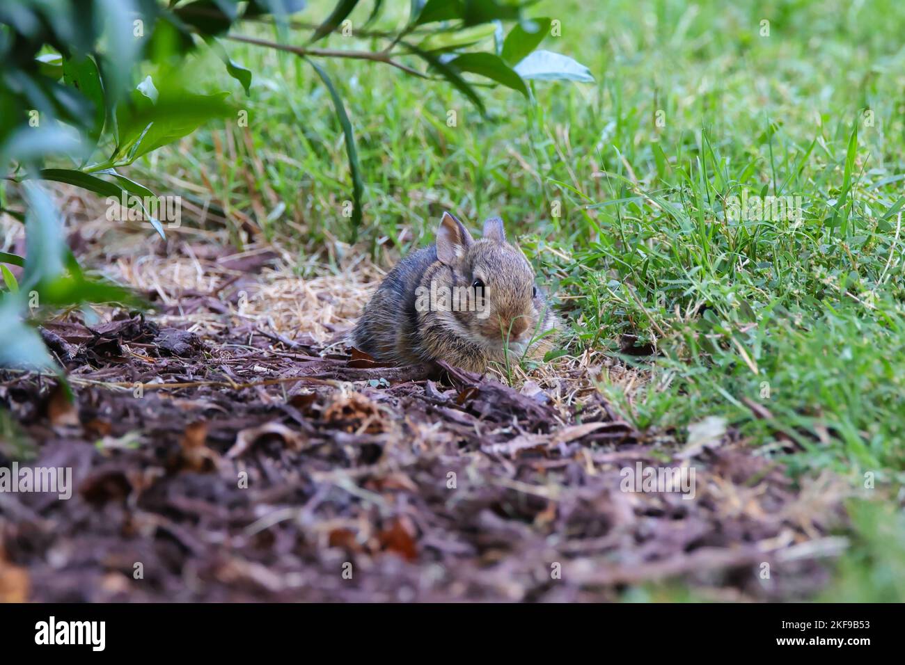 Baby bunny eastern cottontail hi-res stock photography and images - Alamy