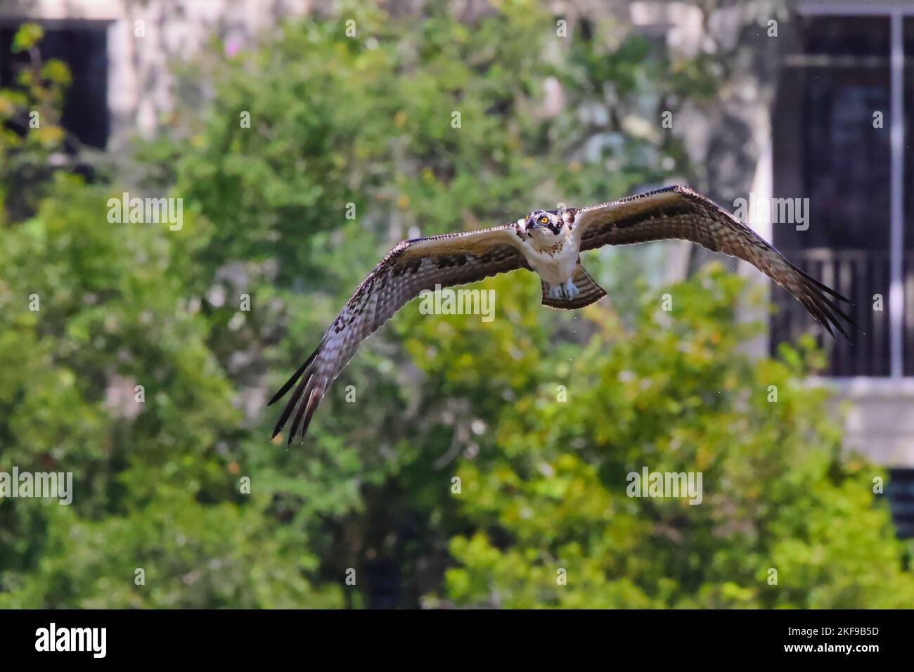 An osprey flying over the green trees Stock Photo - Alamy