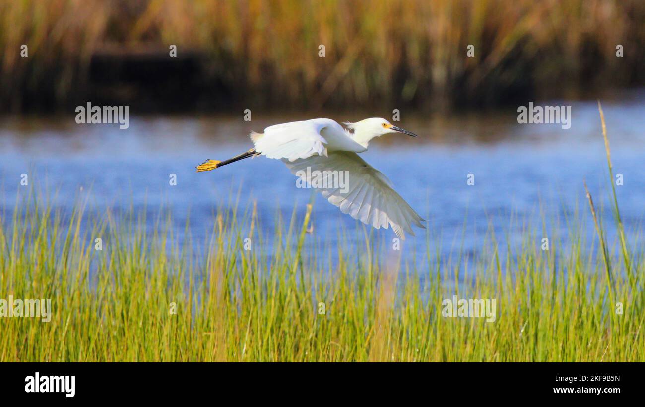 A white egret flying over the lake with green shore Stock Photo - Alamy