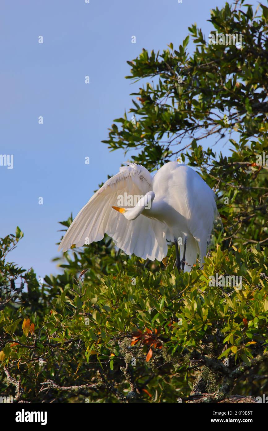 A great white egret perched on the green tree with wings open, in a ...