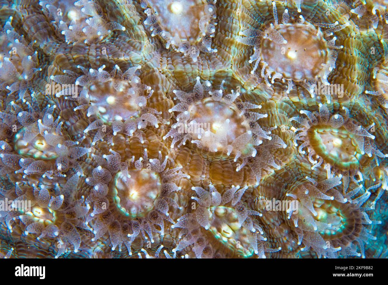 Close up detailed colorful view of healthy coral polyps Stock Photo - Alamy