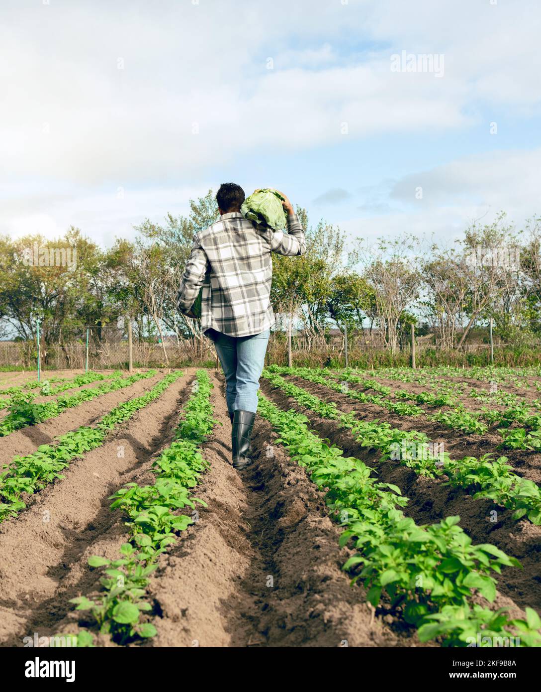 Harvest, farming and man walking on food farm for agriculture ...
