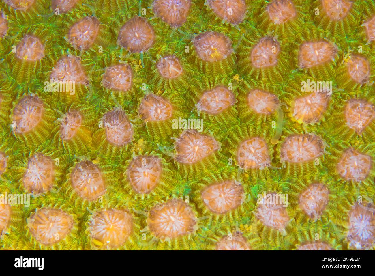 Close up detailed colorful view of healthy coral polyps Stock Photo - Alamy