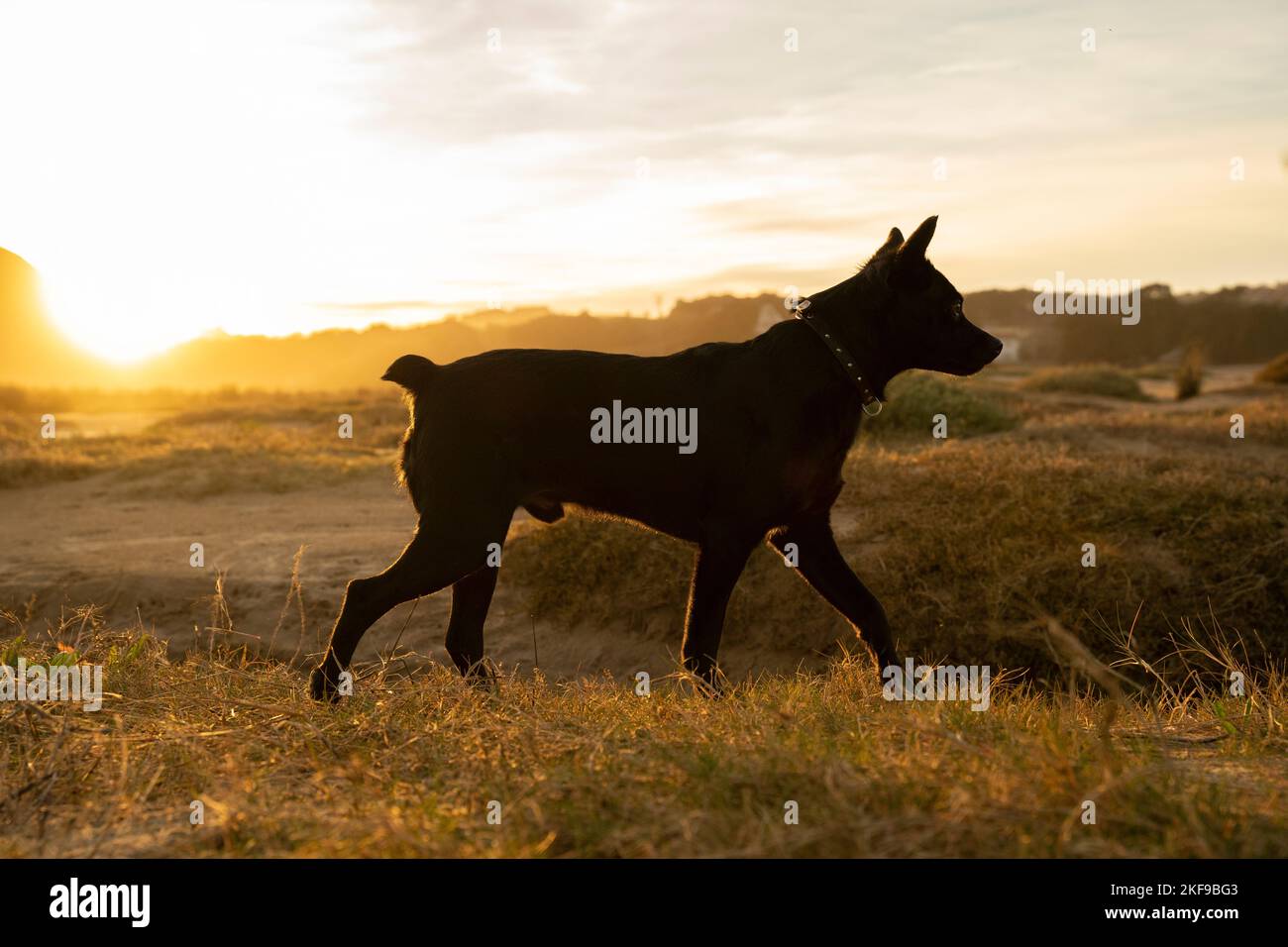 Small black dog hi-res stock photography and images - Alamy