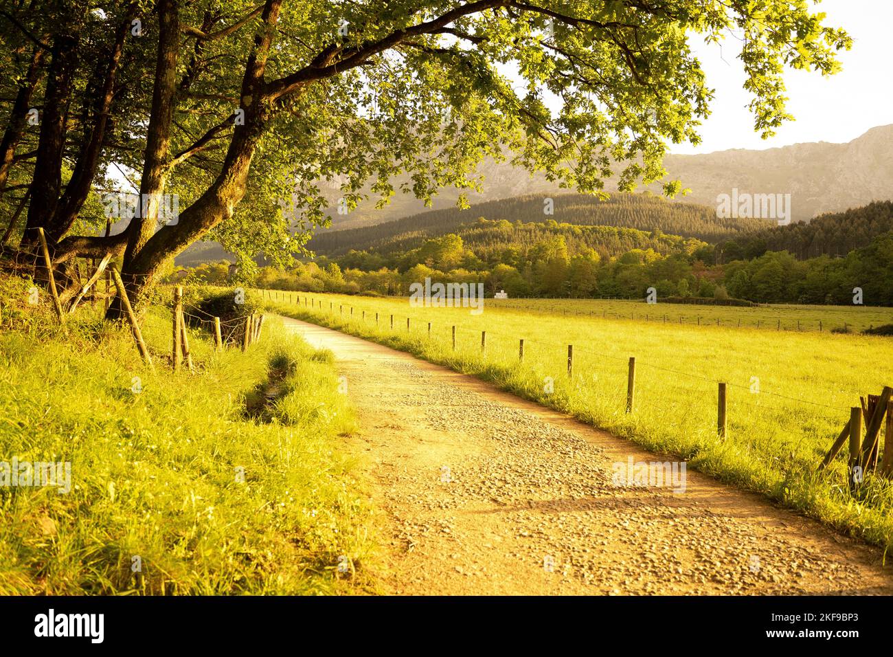 gravel road under a tree in the countryside under sunset golden light ...