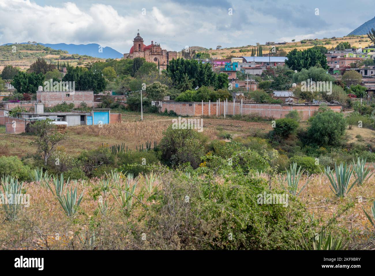 Espadin agave angustafolia hi-res stock photography and images - Alamy