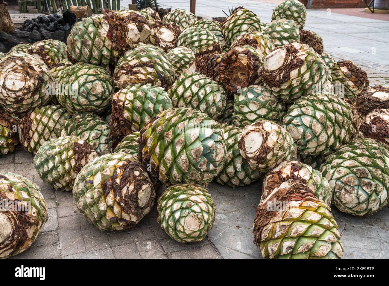 Agave hearts or pinas ready for roasting at an artisanal mezcal ...