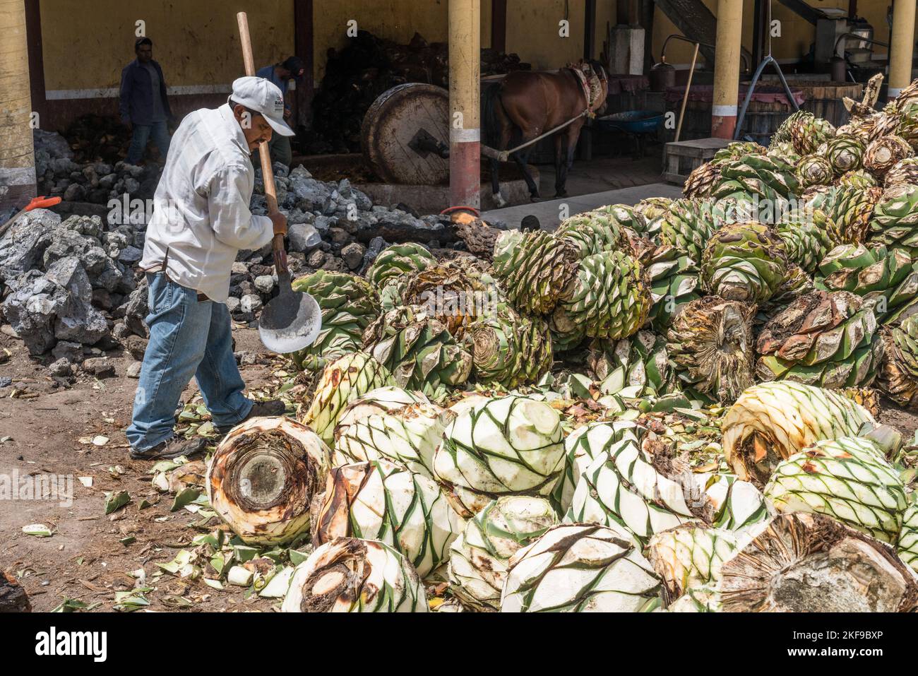 A worker at a mezcal palenque or distillery trims the maguey hearts or ...