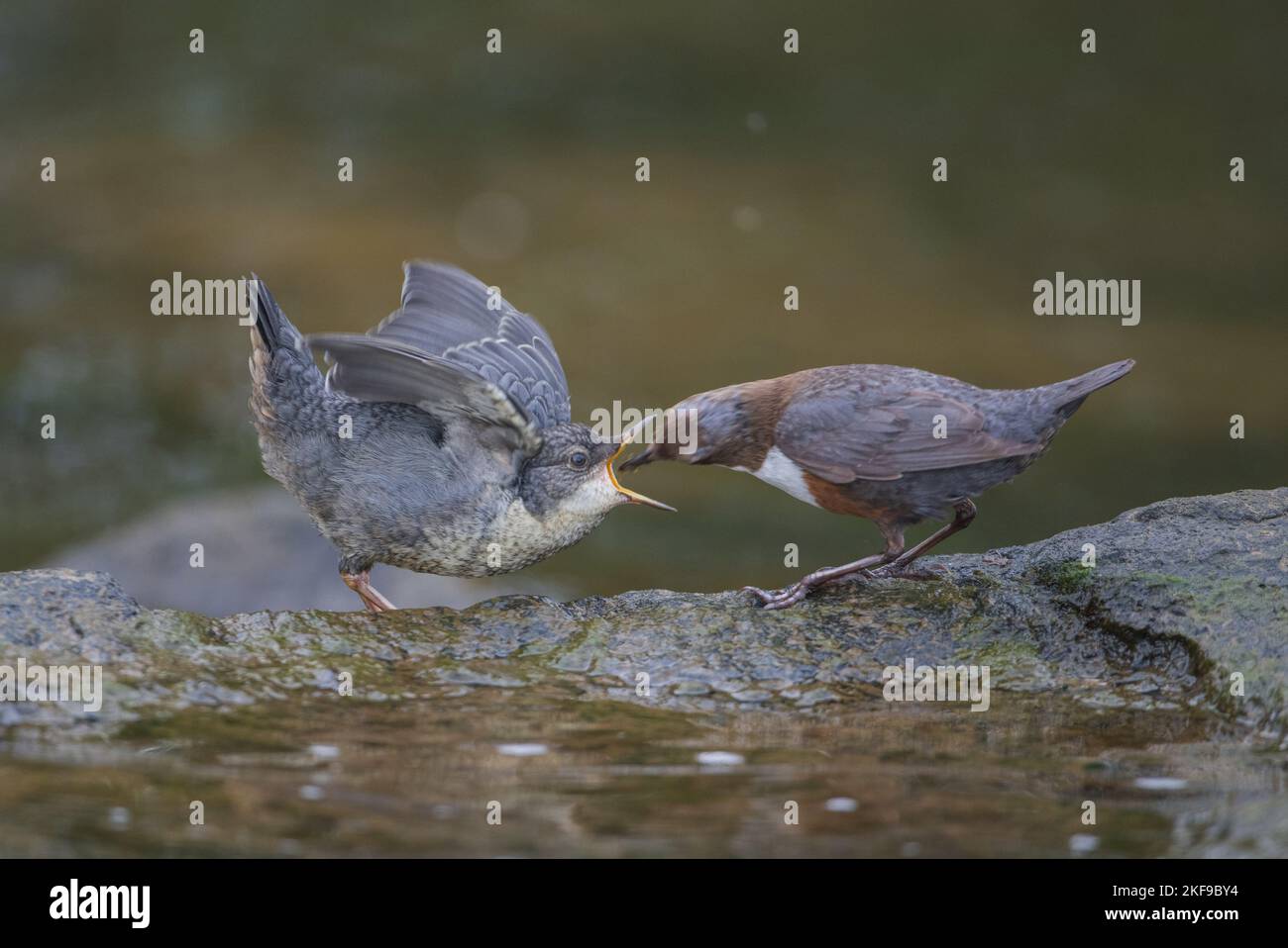 Juvenile dipper feeding hi-res stock photography and images - Alamy