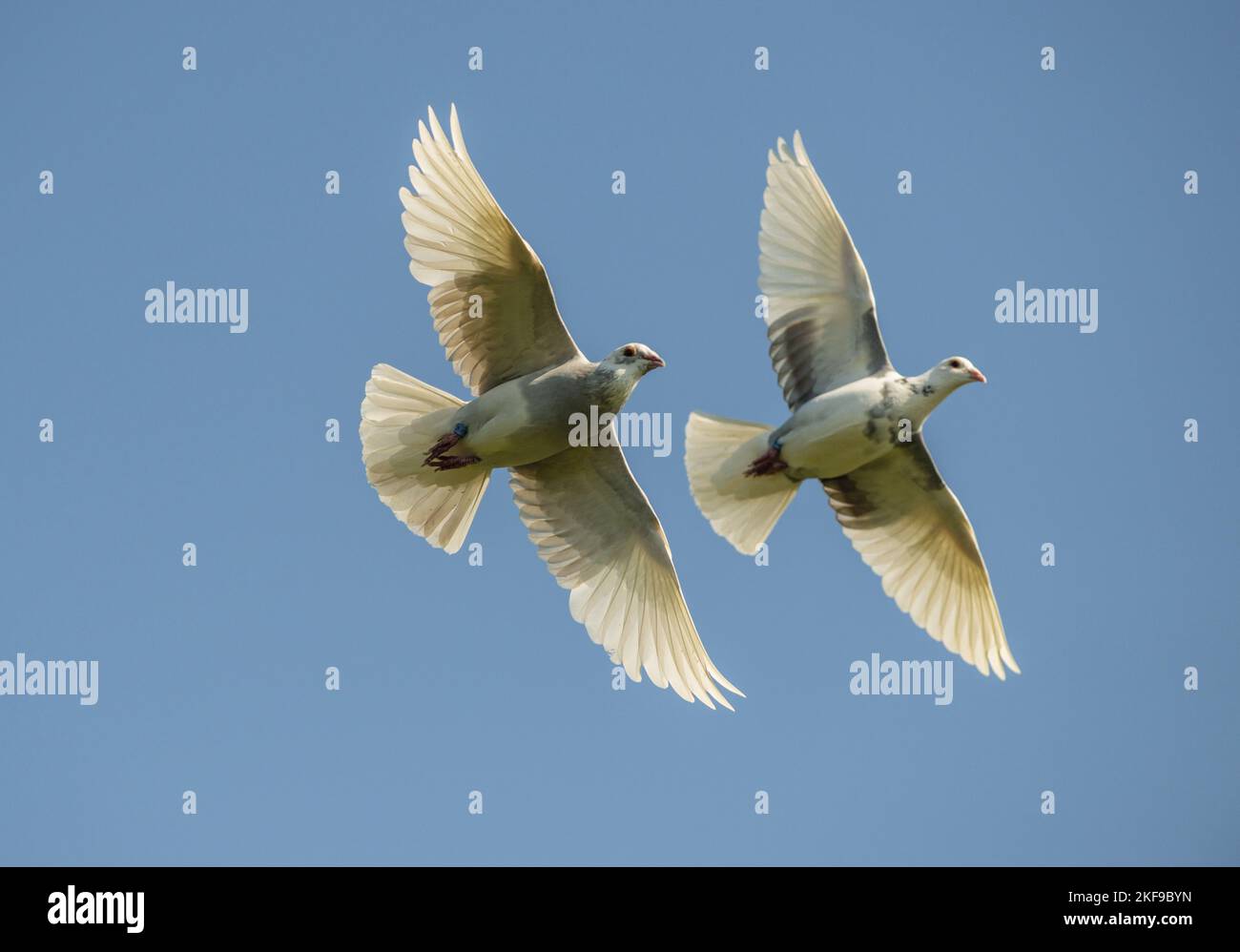 Pigeons flies hi-res stock photography and images - Alamy