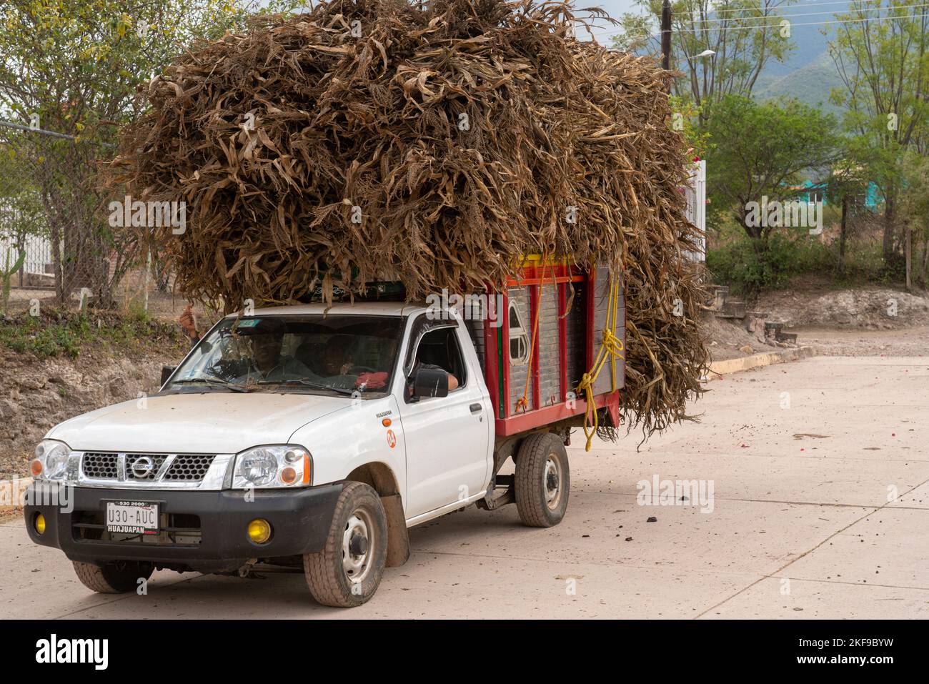 An overloaded truck carrying livestock fodder to feed to farm animals in San Marcos Tlapazola ...