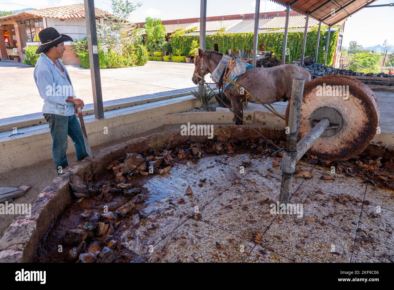 A horse pulls the stone wheel to crush the roasted agave hearts at an ...