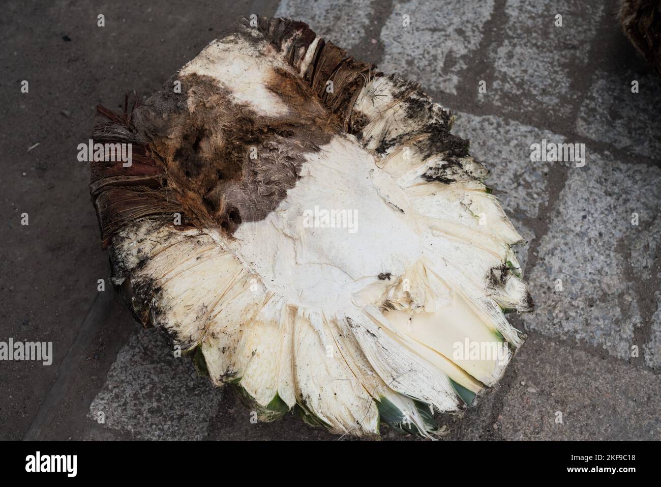 An agave heart or pina cut in half after roasting at an artisanal ...